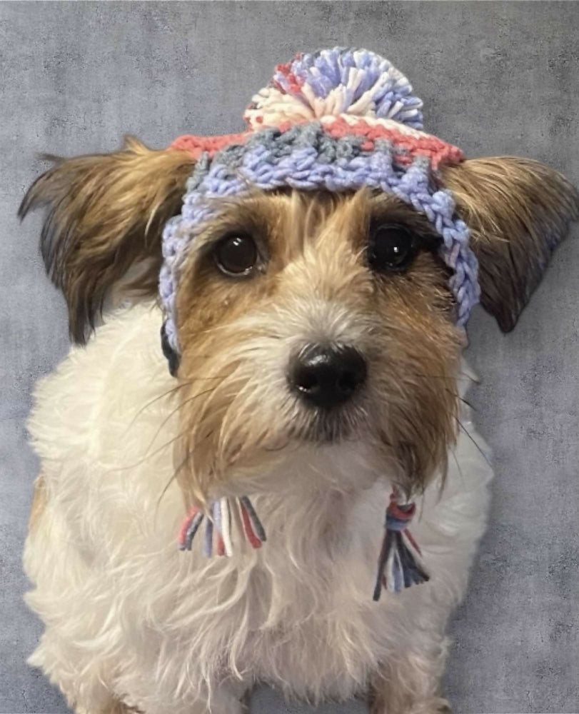 Dog Beanie/hat for Puppy. Handmade Pet clothing/costume
