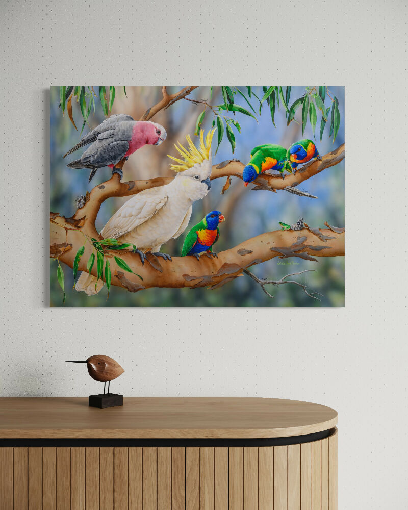 Galah with Sulphur-crested Cockatoo, Rainbow Lorikeets and Eastern Dwa
