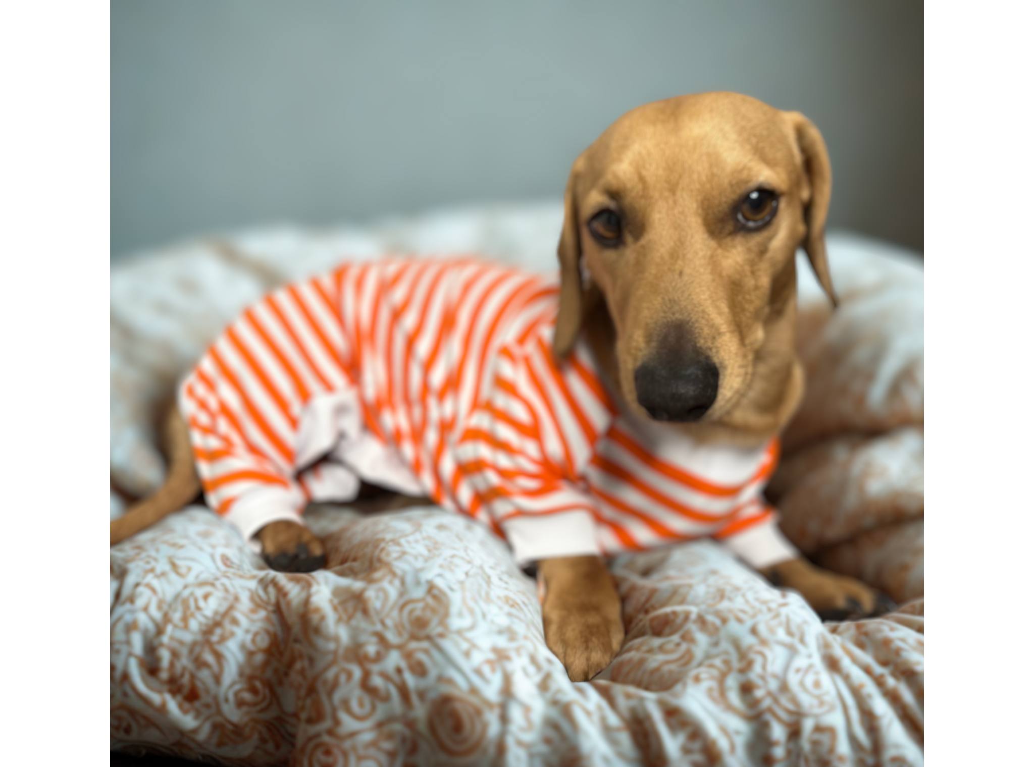 Pyjamas/Pajamas for Dogs. Dachshunds, chihuahua, standard dogs, variet