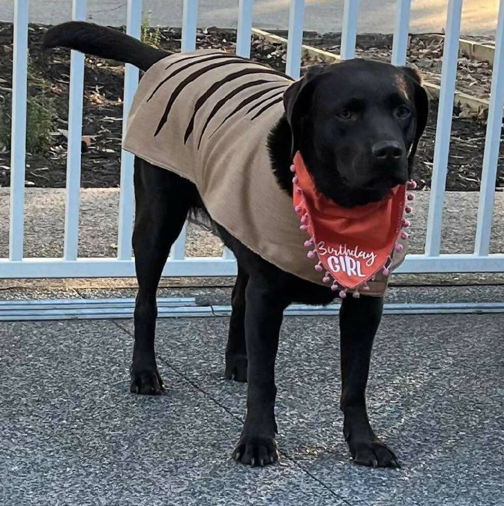 Dusty Dog Brown - 7 sizes - XS to L