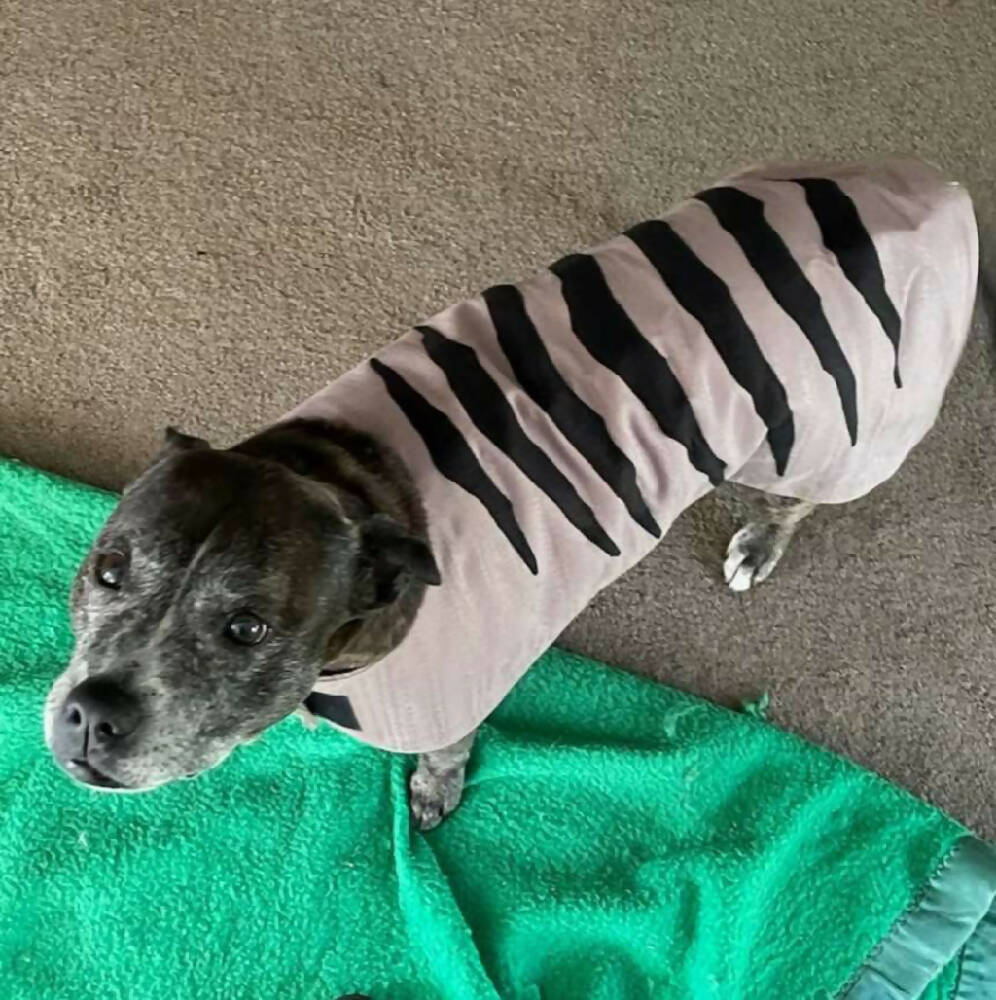 Nutty Dog Brown - 3 sizes - M to L