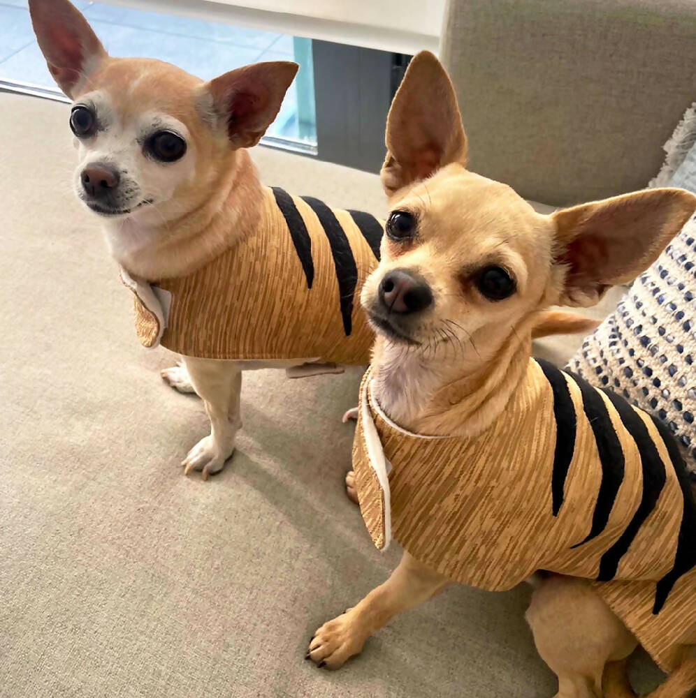 Sunny Dog Gold - 4 sizes - XS to S-M